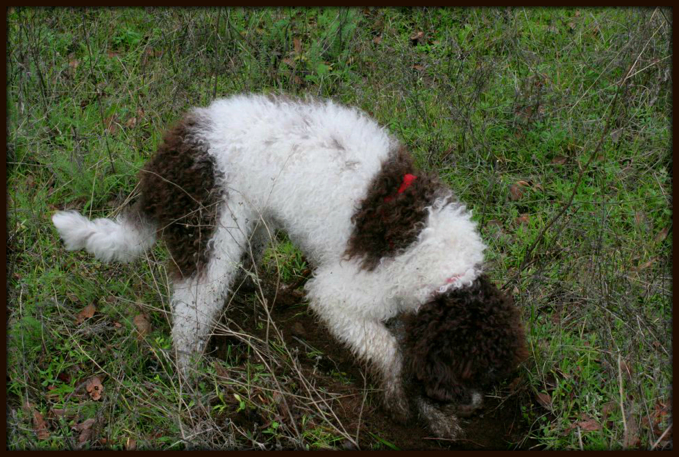 Rico: Adventures of a Truffle Dog | Edible Legacies